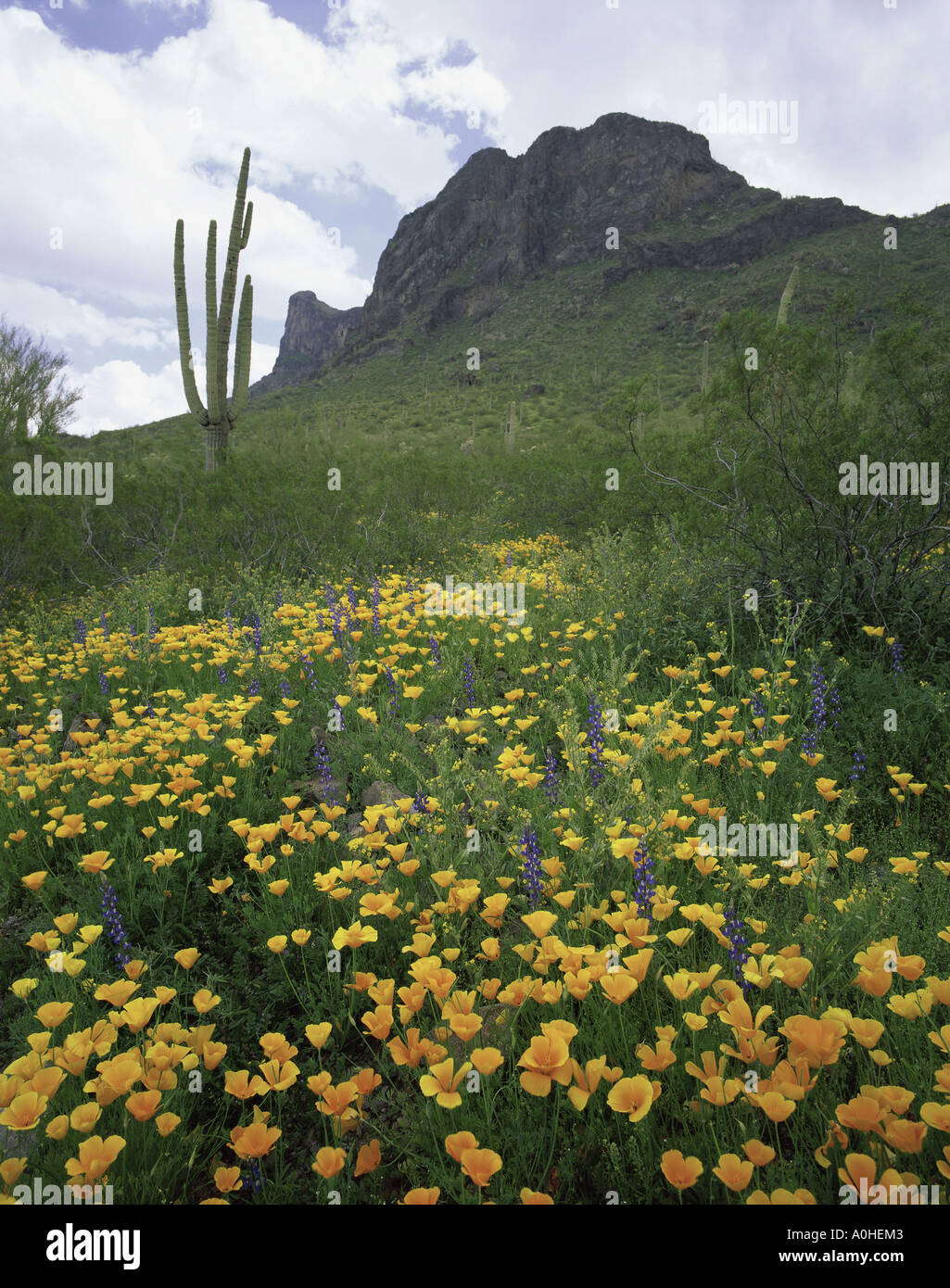 Picacho national park hi-res stock photography and images - Alamy
