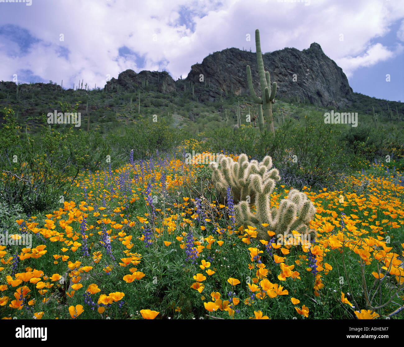 Picacho national park hi-res stock photography and images - Alamy