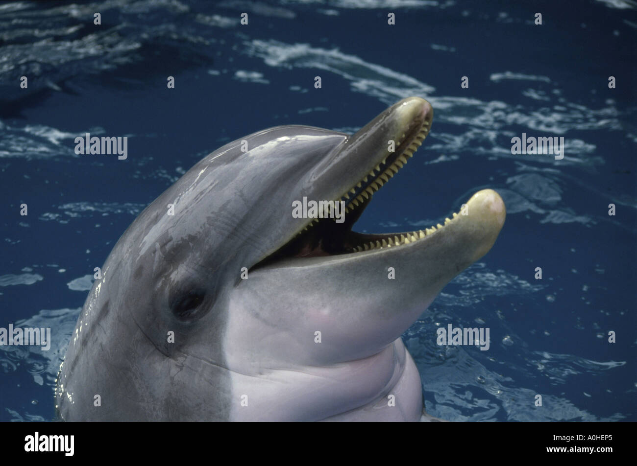 Bottlenose dolphin swimming in open hi-res stock photography and images ...