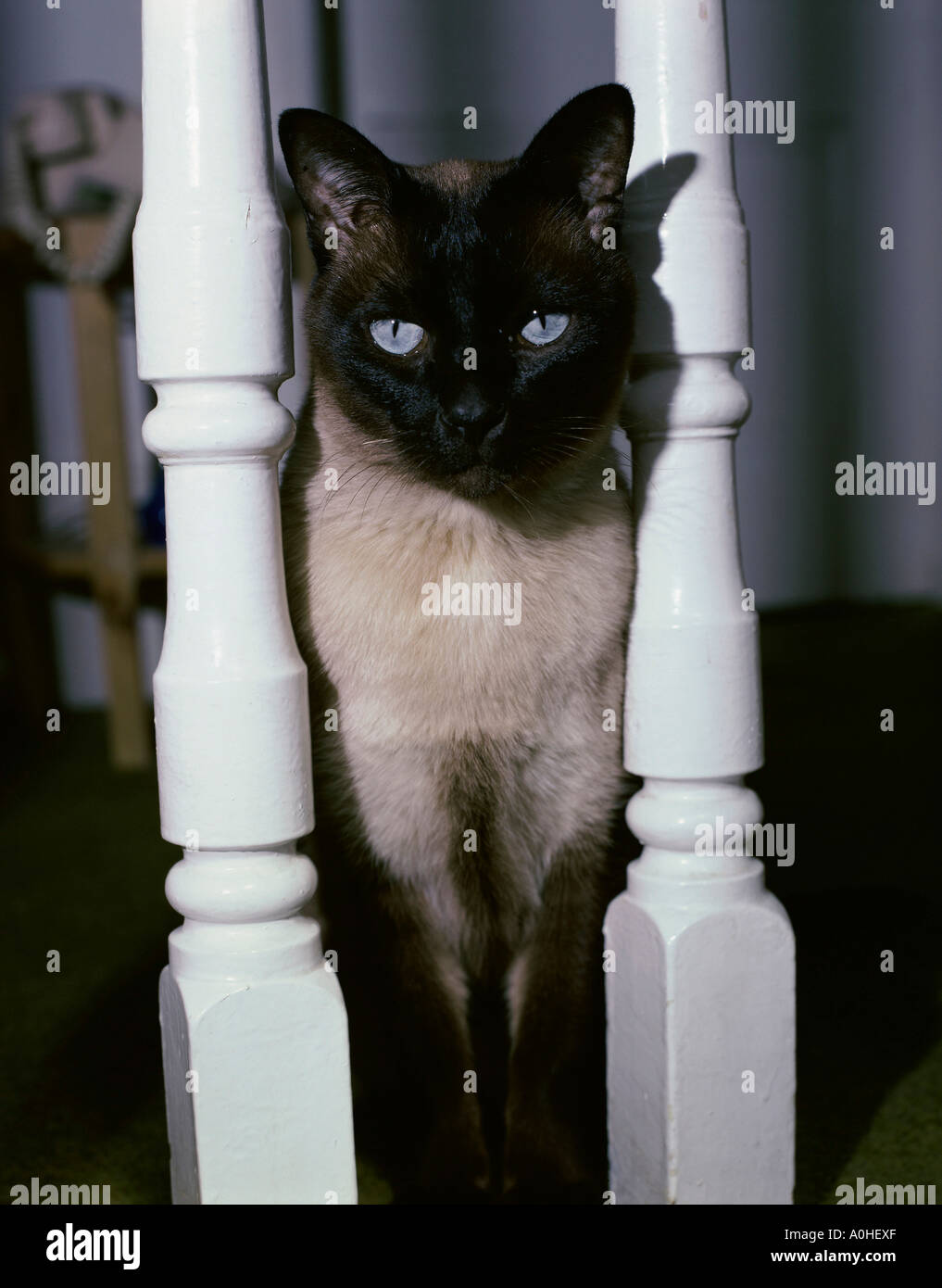Standing siamese adult cat hi-res stock photography and images - Alamy