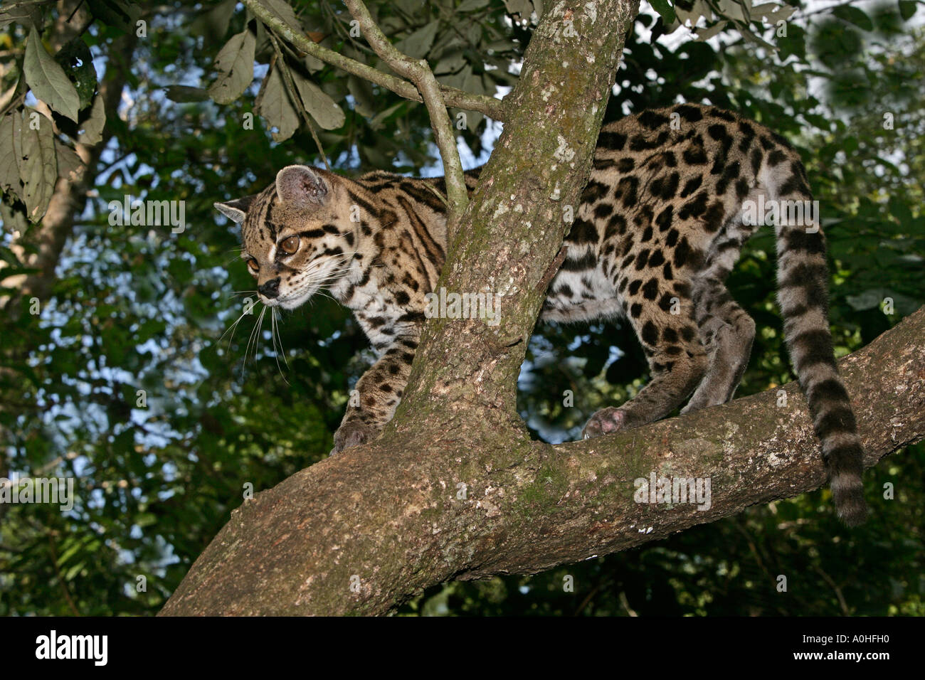 Margay Hanging