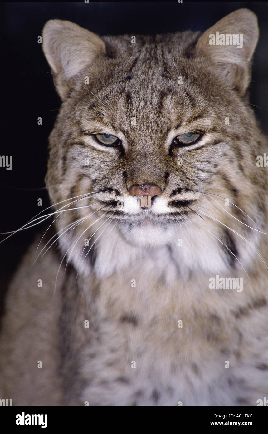 Bobcat animal close up view hi-res stock photography and images - Alamy