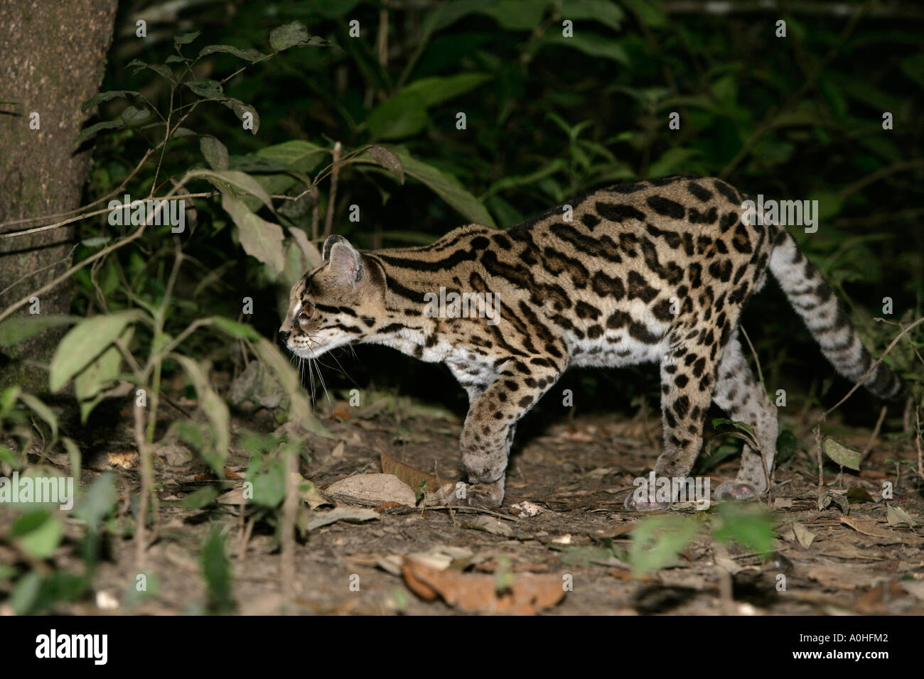 MARGAY Leopardus wiedii In Belize Tiger cat or Little tiger Stock Photo ...