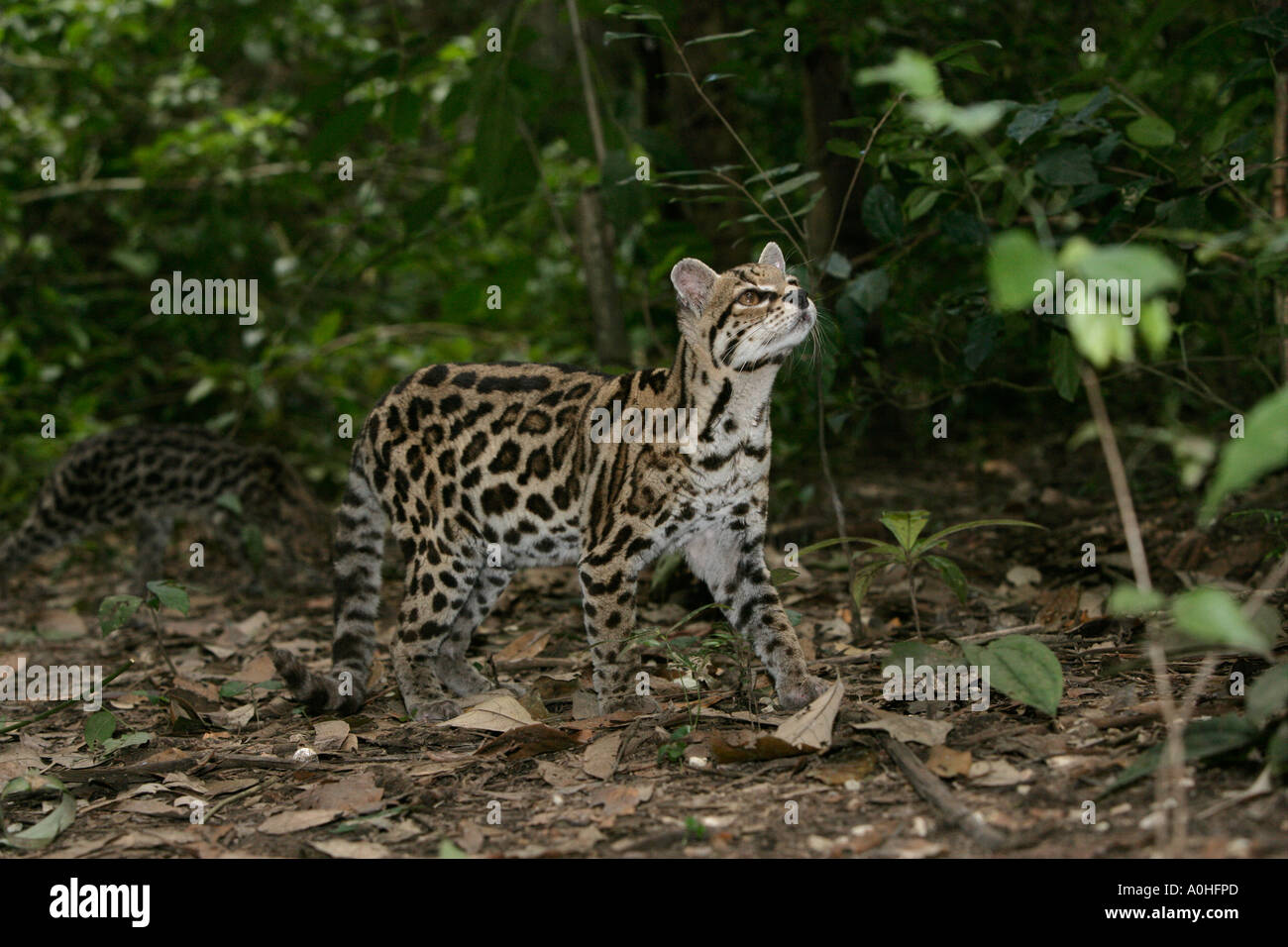 MARGAY Leopardus wiedii In Belize Tiger cat or Little tiger Stock Photo ...