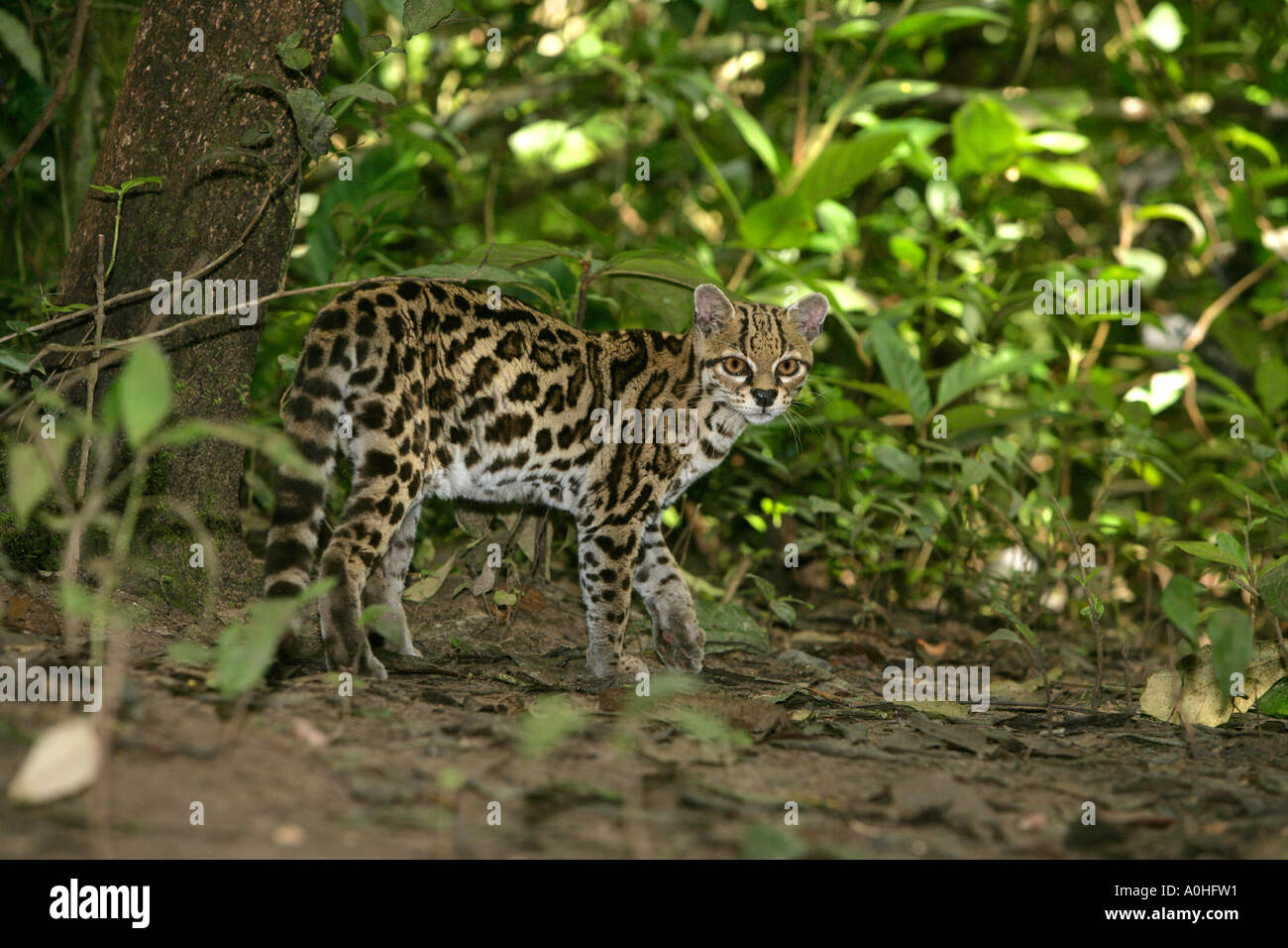 Margay hi-res stock photography and images - Alamy