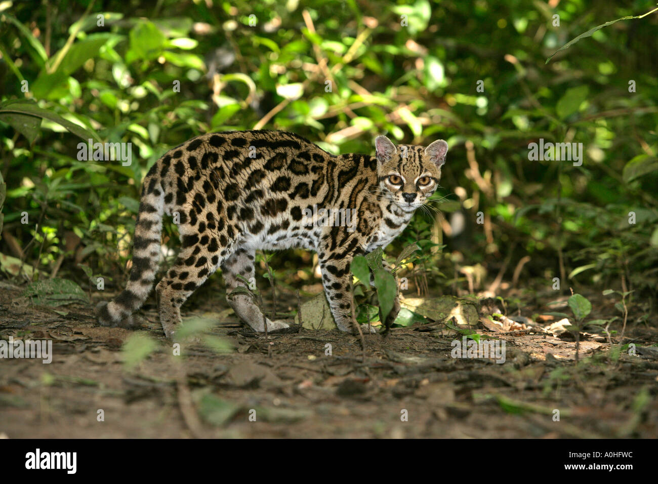Margay hi-res stock photography and images - Alamy