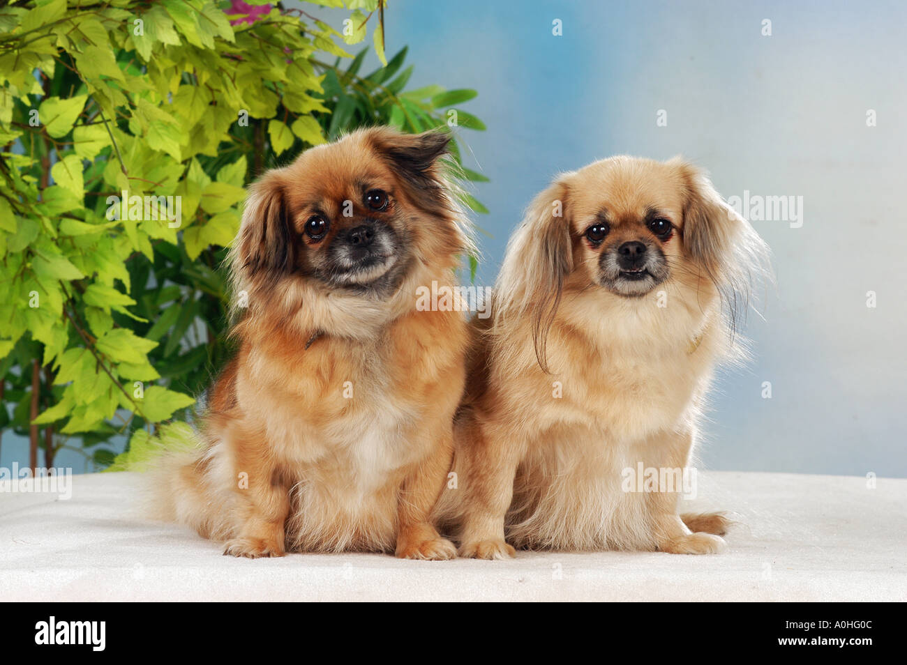 Spaniels hi-res stock photography and images - Alamy