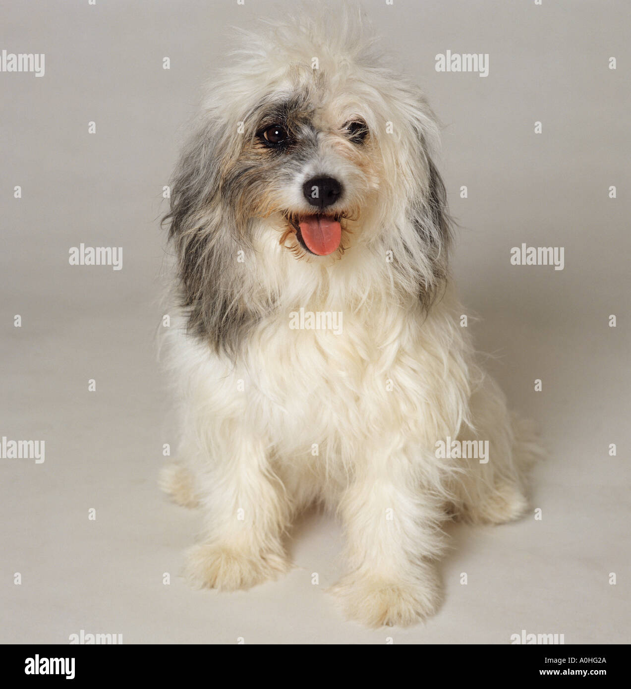 half breed dog - sitting Stock Photo - Alamy