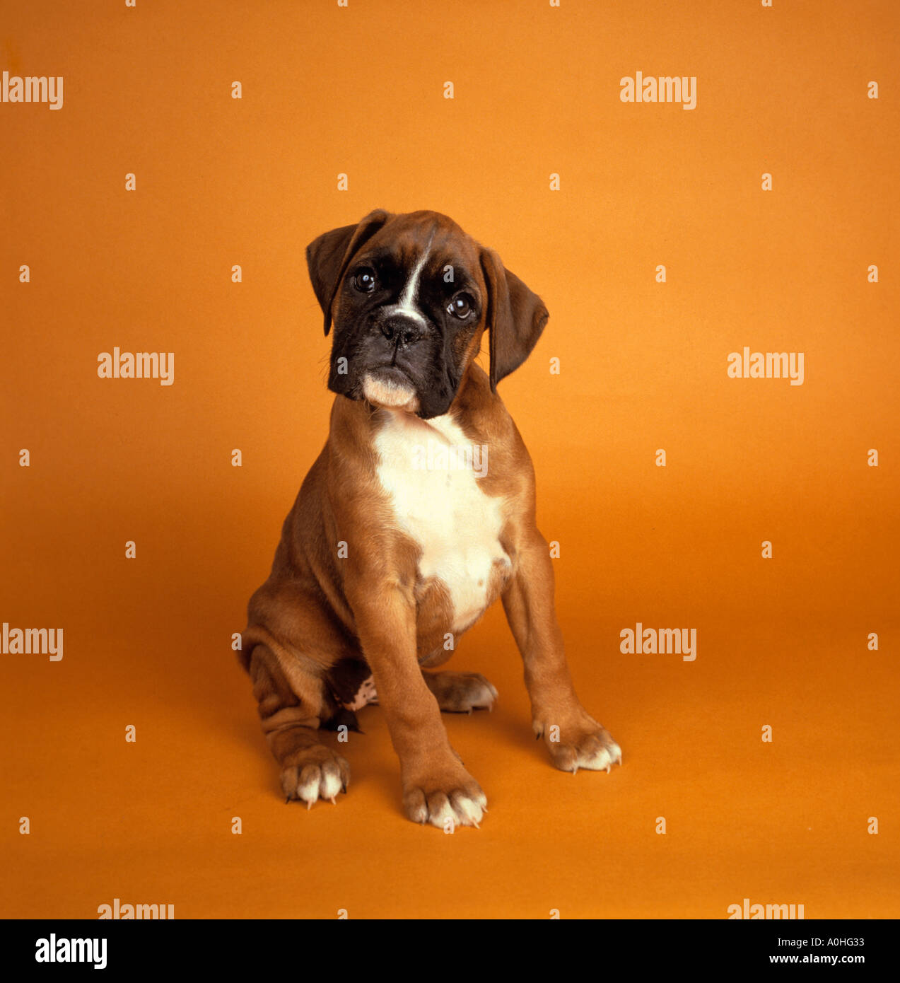 Boxer dog - puppy sitting Stock Photo - Alamy