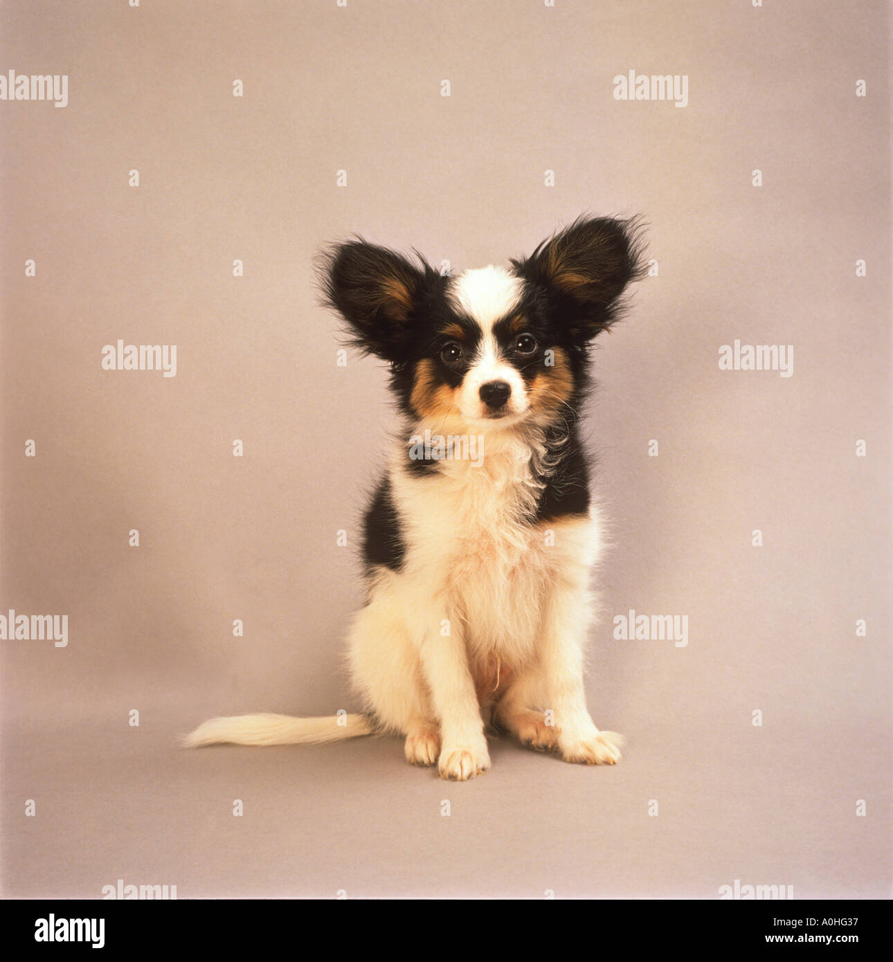 Dogs head butterfly hi-res stock photography and images - Alamy