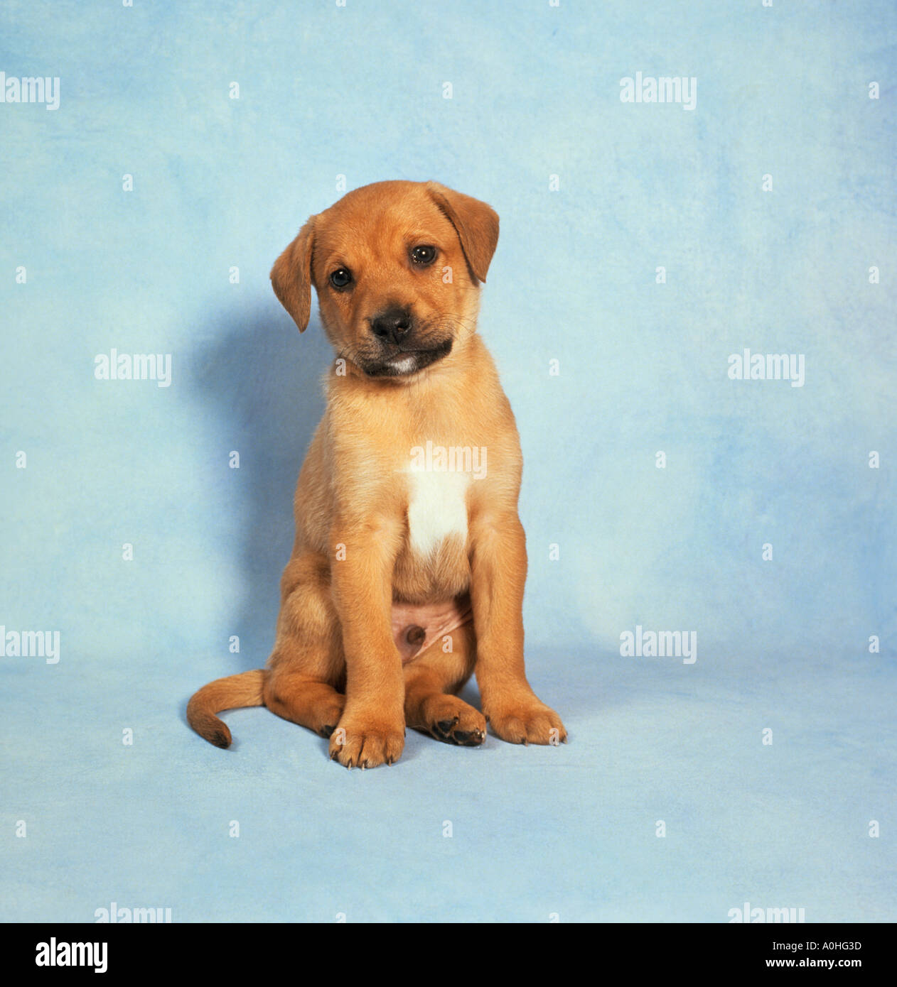Cute small dog sitting Cut Out Stock Images & Pictures - Alamy