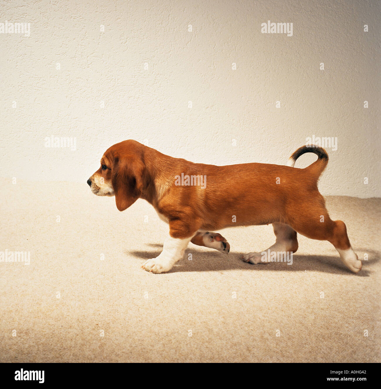 Dog breeds Cut Out Stock Images & Pictures - Alamy