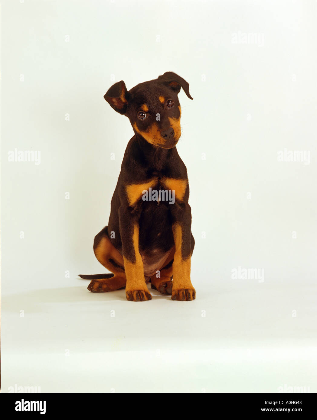 half breed dog - puppy sitting Stock Photo - Alamy