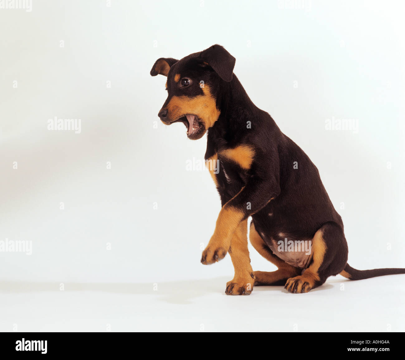 half breed dog - sitting - cut out Stock Photo - Alamy