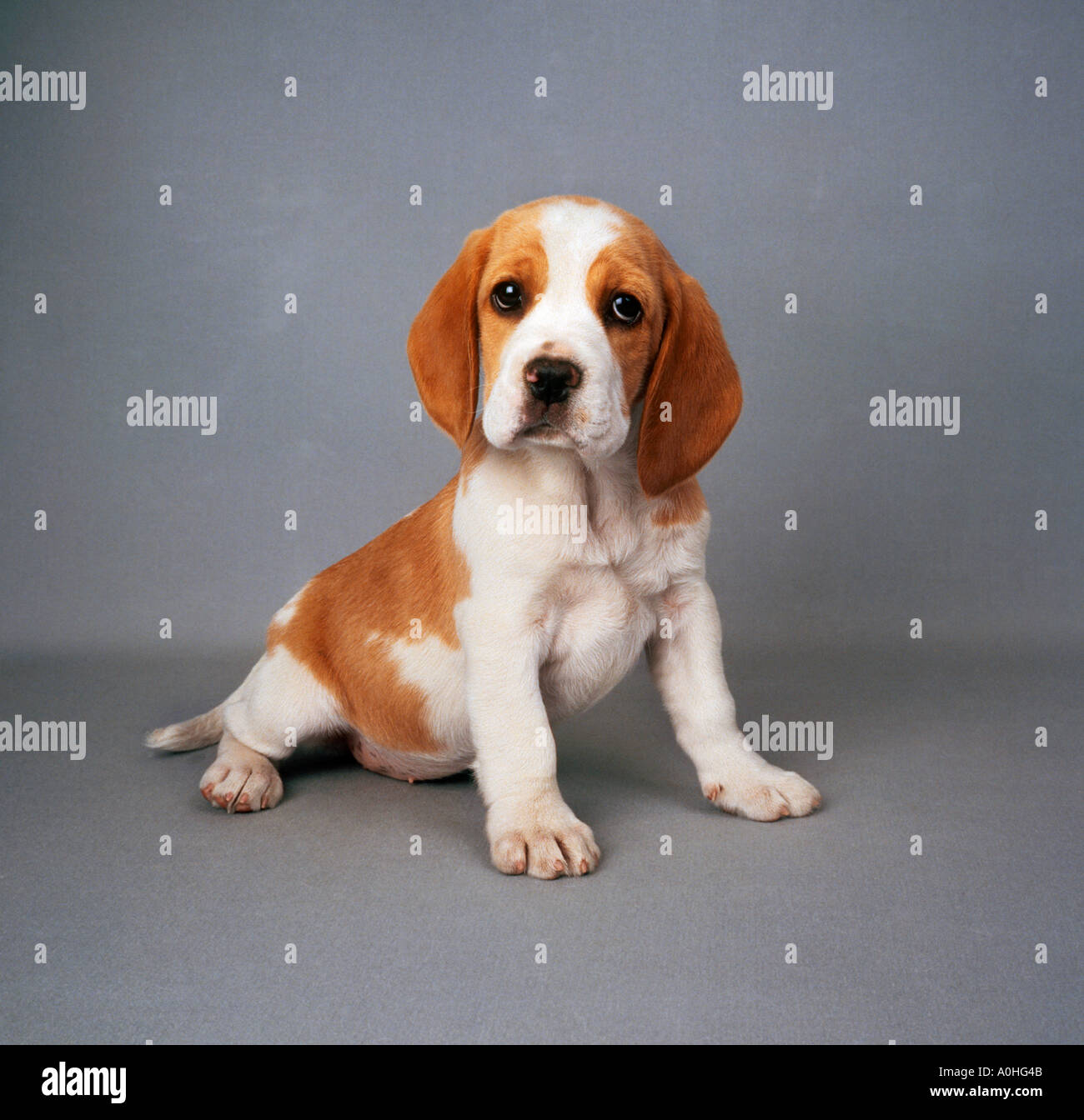 Beagle dog puppy sitting Stock Photo - Alamy