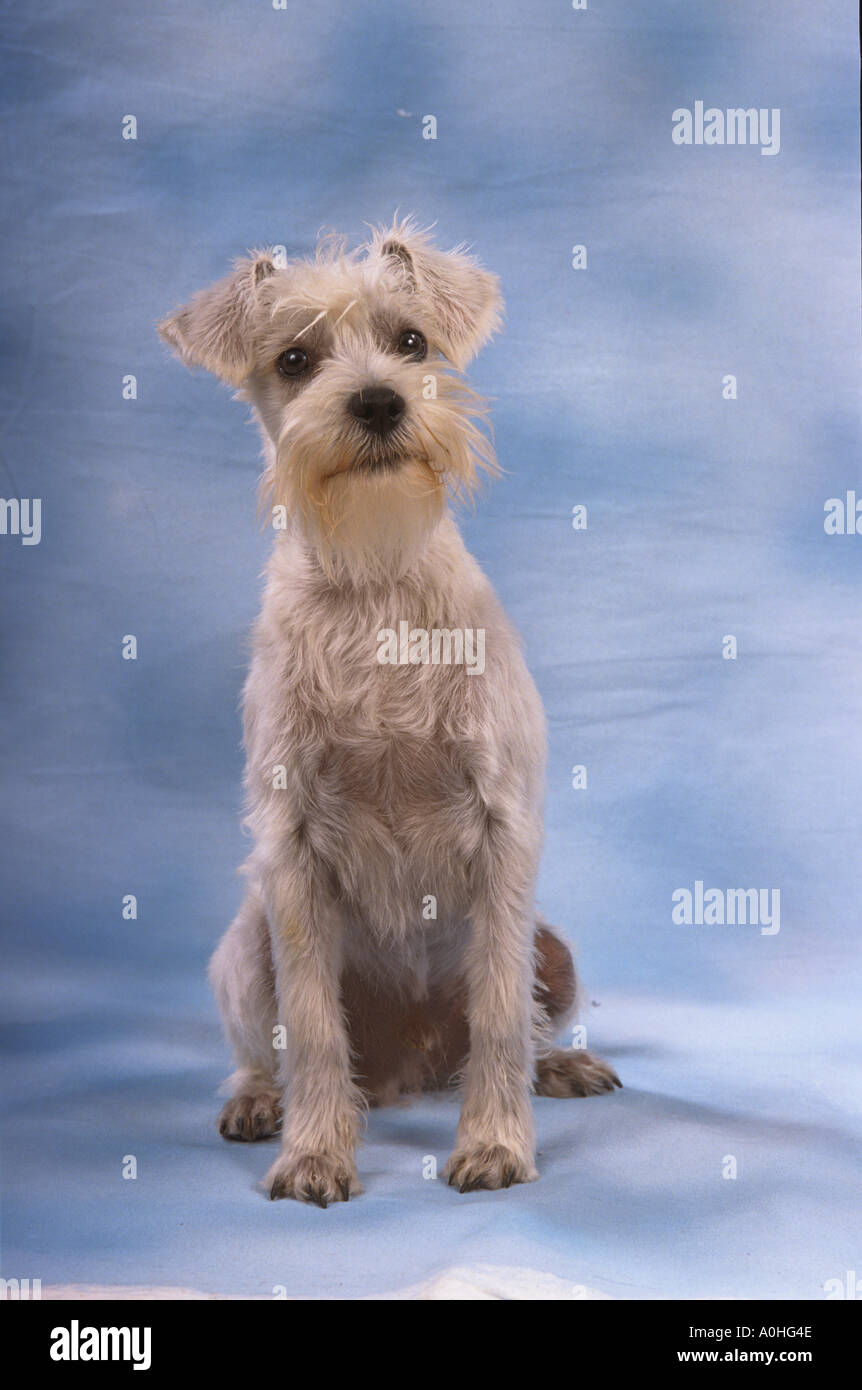 Miniature Schnauzer - sitting Stock Photo - Alamy