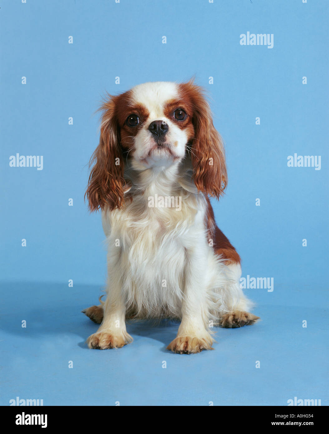 Cavalier King Charles Spaniel dog - sitting frontal Stock Photo - Alamy