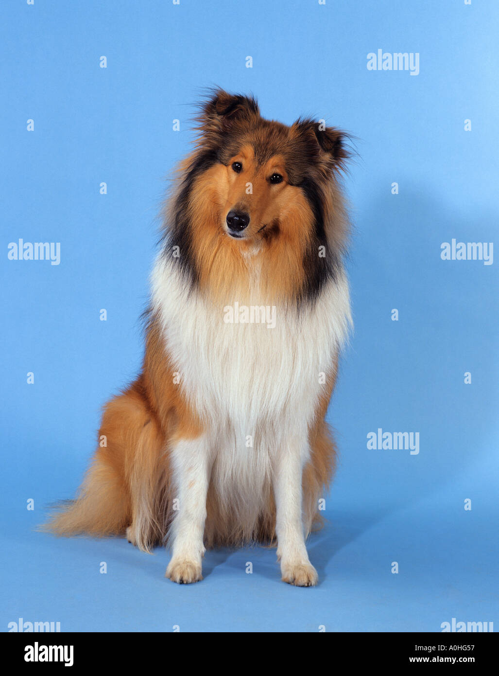 Tricolored collies hi-res stock photography and images - Alamy