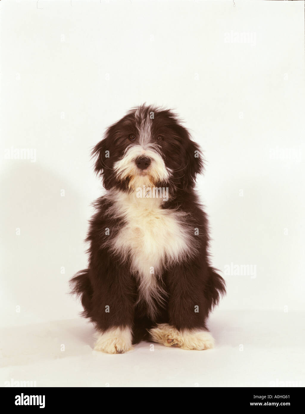 Bearded Collie dog - puppy sitting frontal Stock Photo - Alamy
