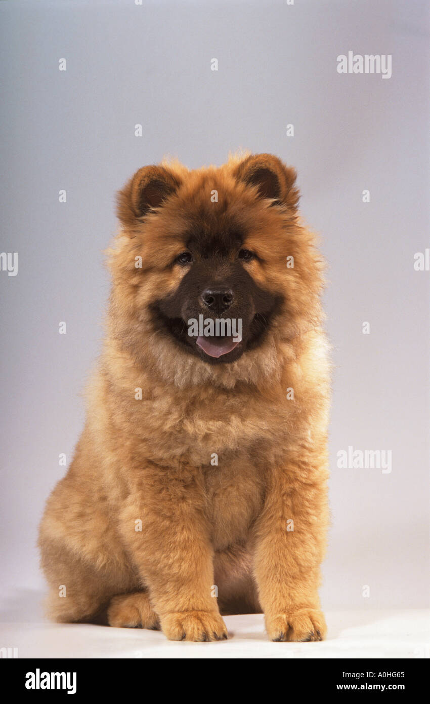 Chow chow dog - puppy sitting frontal Stock Photo - Alamy