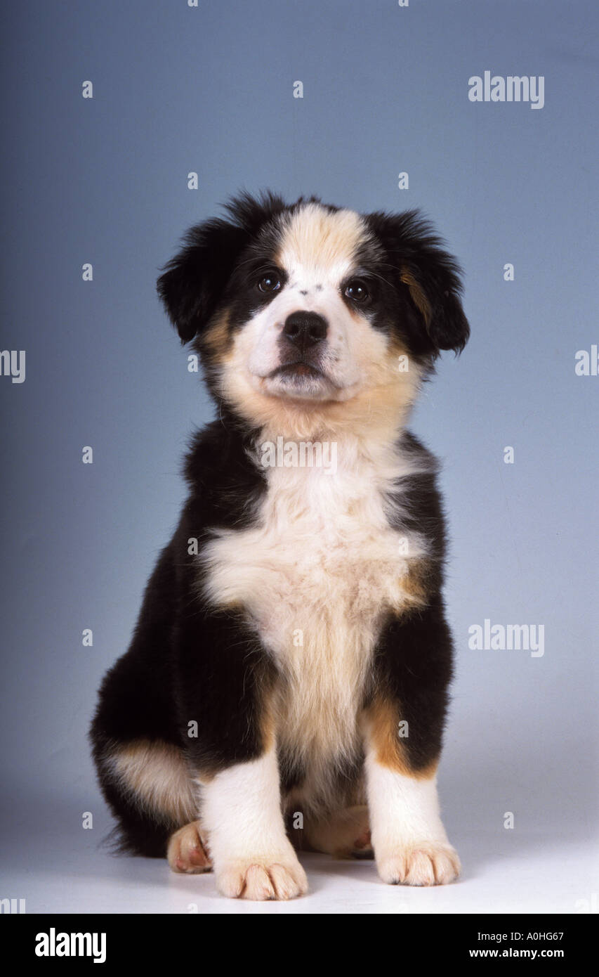 half breed dog - puppy sitting frontal Stock Photo - Alamy