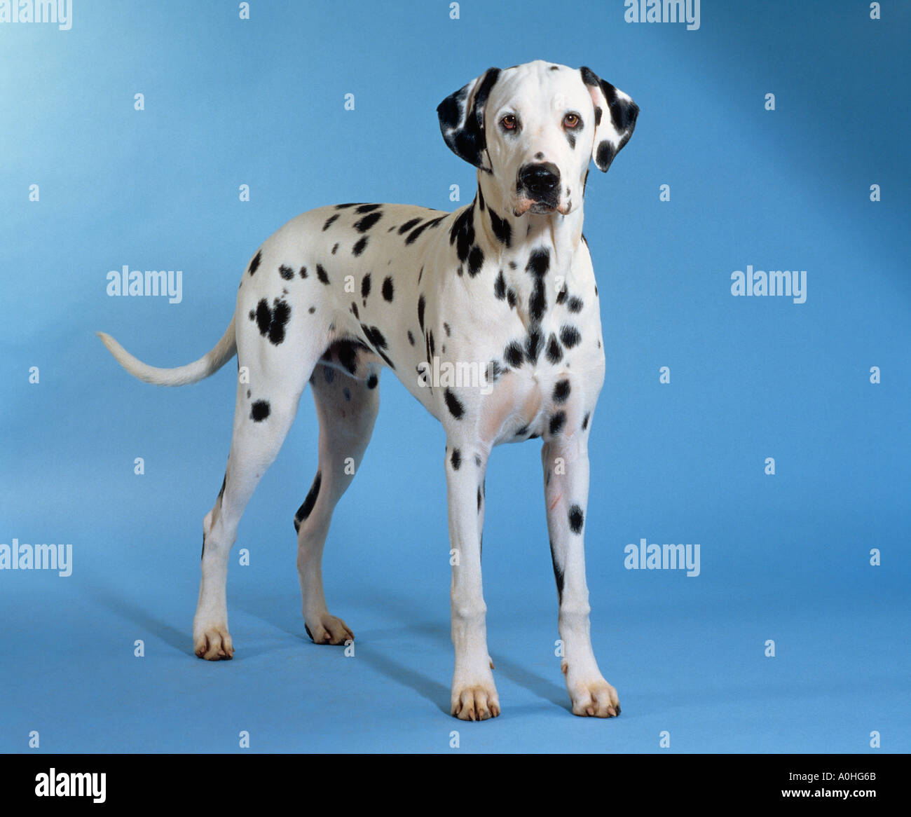 Dalmatian Dog - standing frontal Stock Photo - Alamy