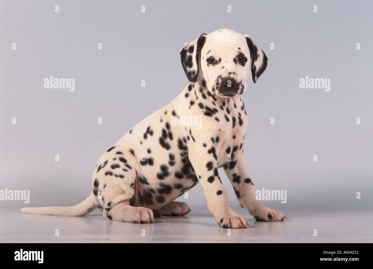 Dalmatian Dog - puppy sitting lateral Stock Photo - Alamy