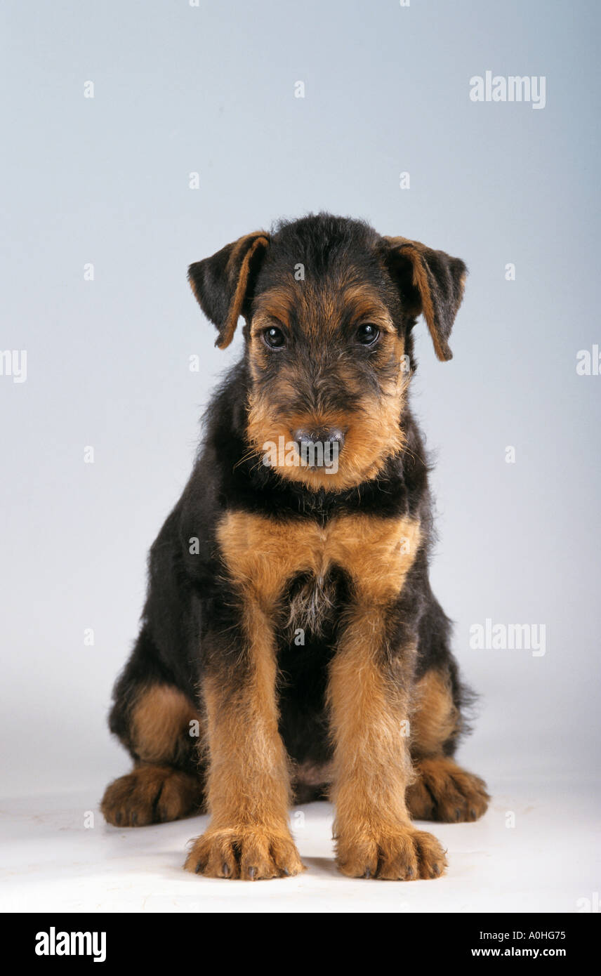 Airdaleterrier hi-res stock photography and images - Alamy