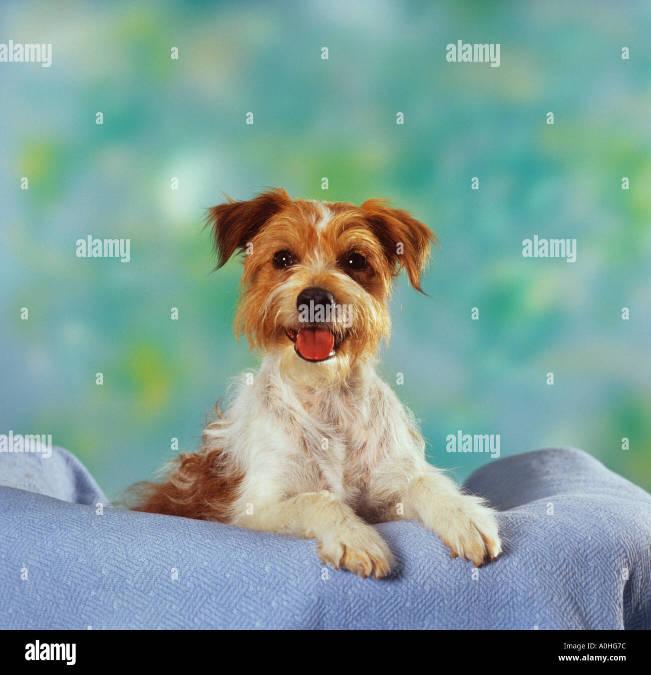 Dog arm rests hi-res stock photography and images - Alamy