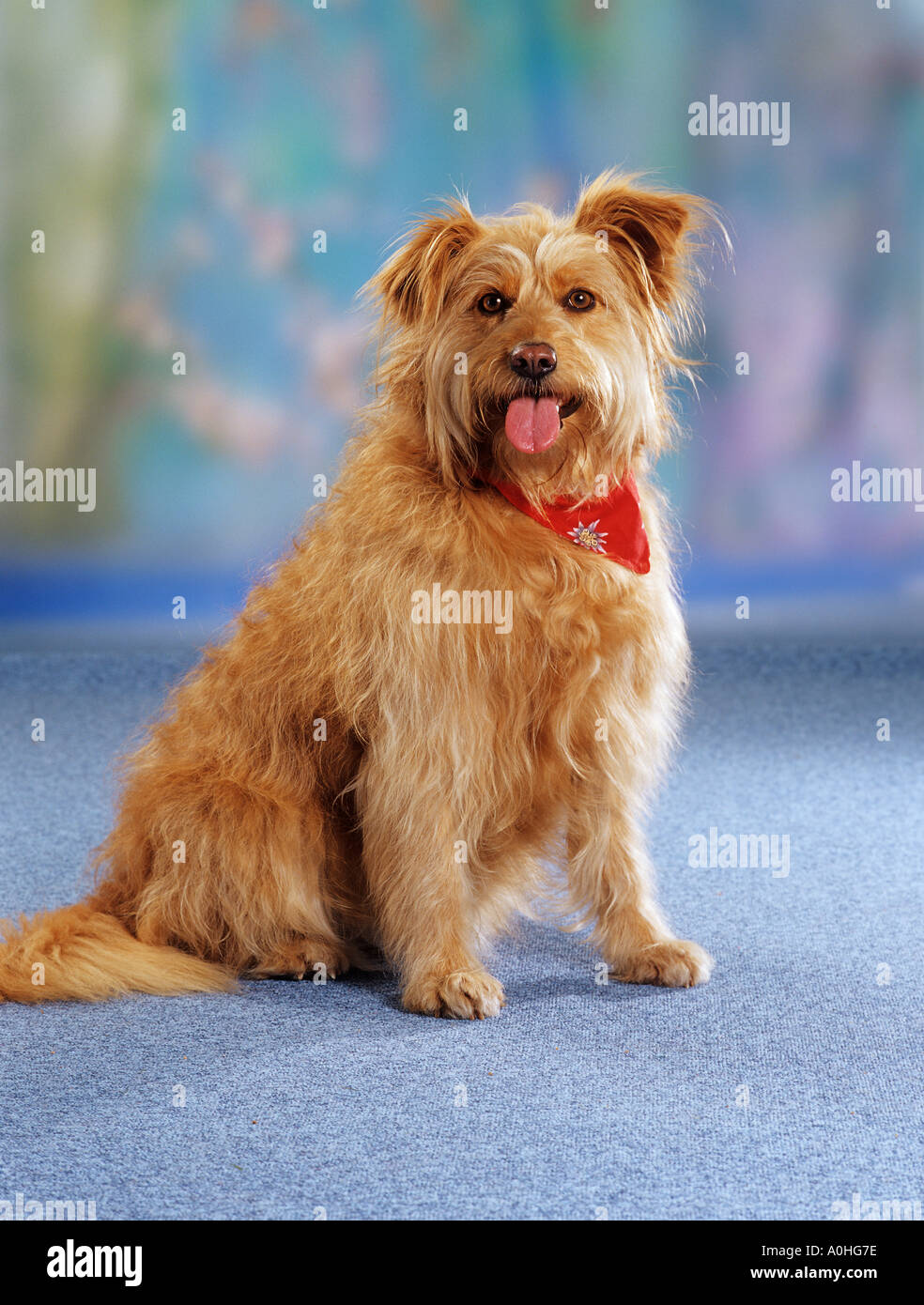 half breed dog - sitting Stock Photo - Alamy