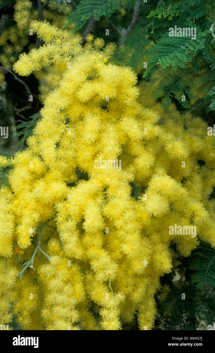 Mimosa Acacia dealbata Stock Photo - Alamy