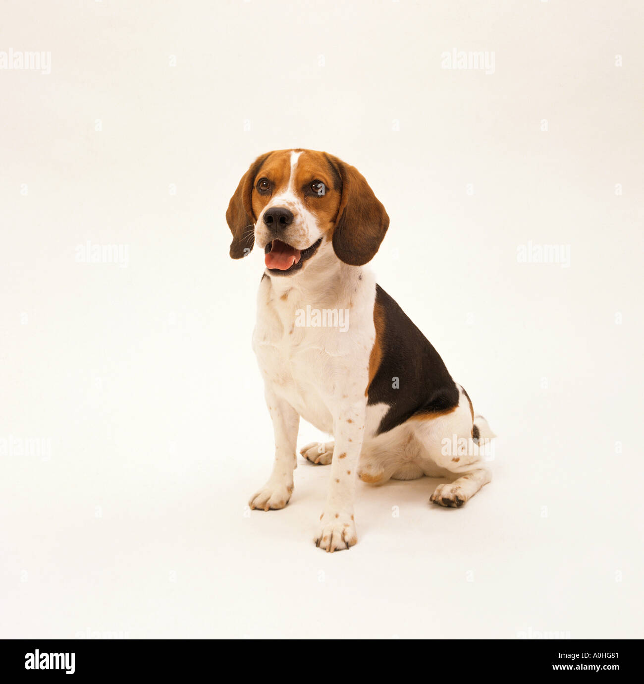 Beagle sitting frontal - cut out Stock Photo - Alamy