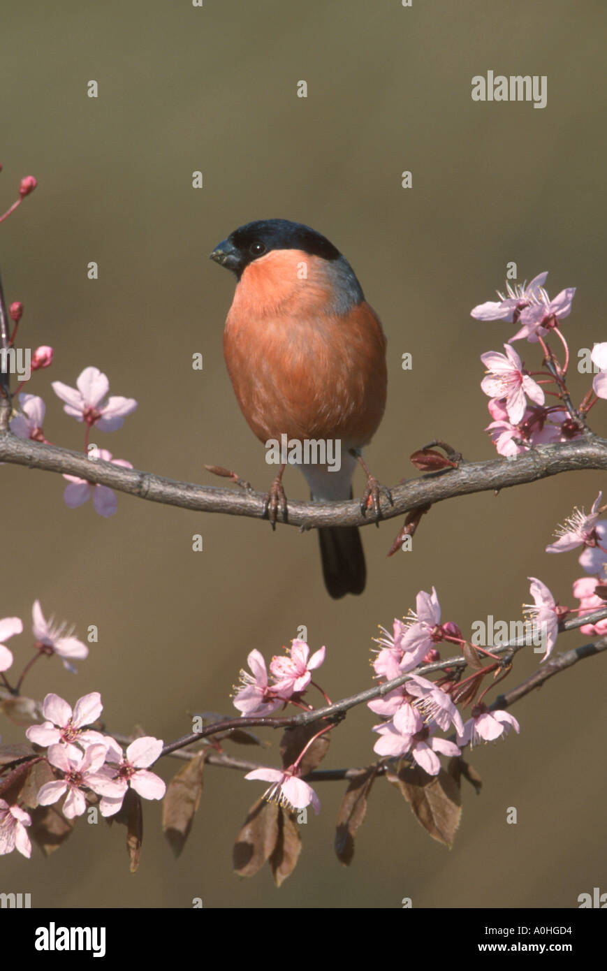 Bullfinch male among pink blossom Stock Photo - Alamy