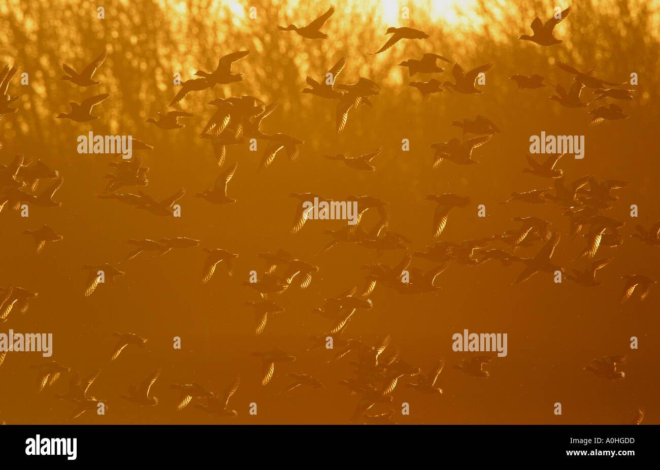 Ducks flight backlit Stock Photo - Alamy