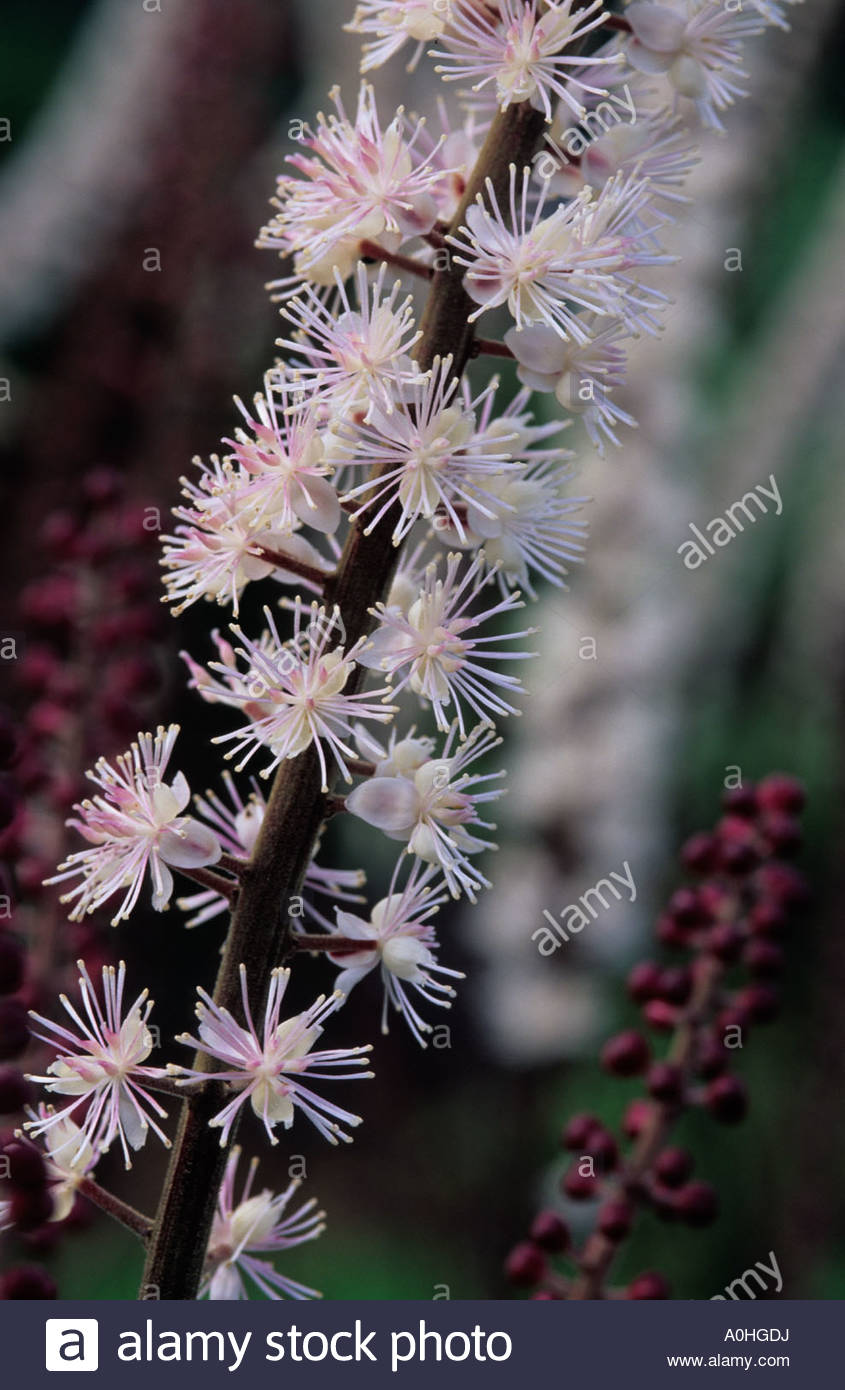 Cimicifuga Simplex Stock Photos & Cimicifuga Simplex Stock Images - Alamy