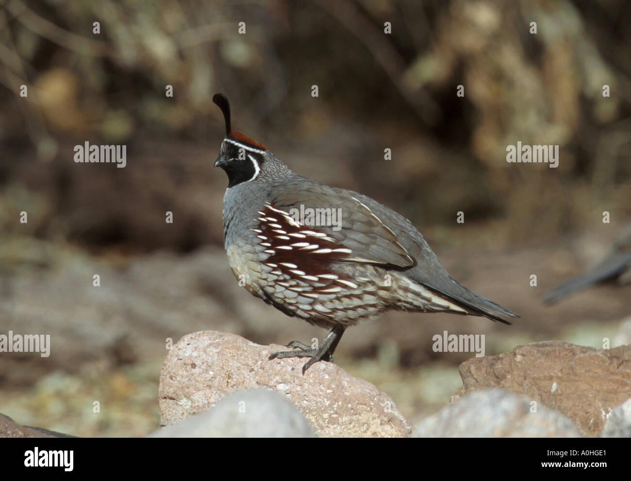 Gambals quail hi-res stock photography and images - Alamy