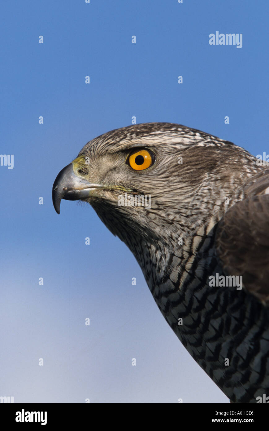 Goshawk peak district hi-res stock photography and images - Alamy