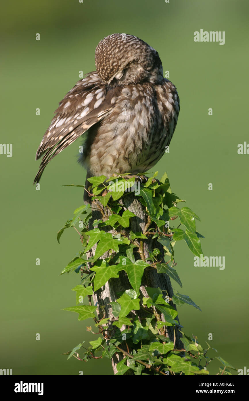 little owl preening Stock Photo - Alamy