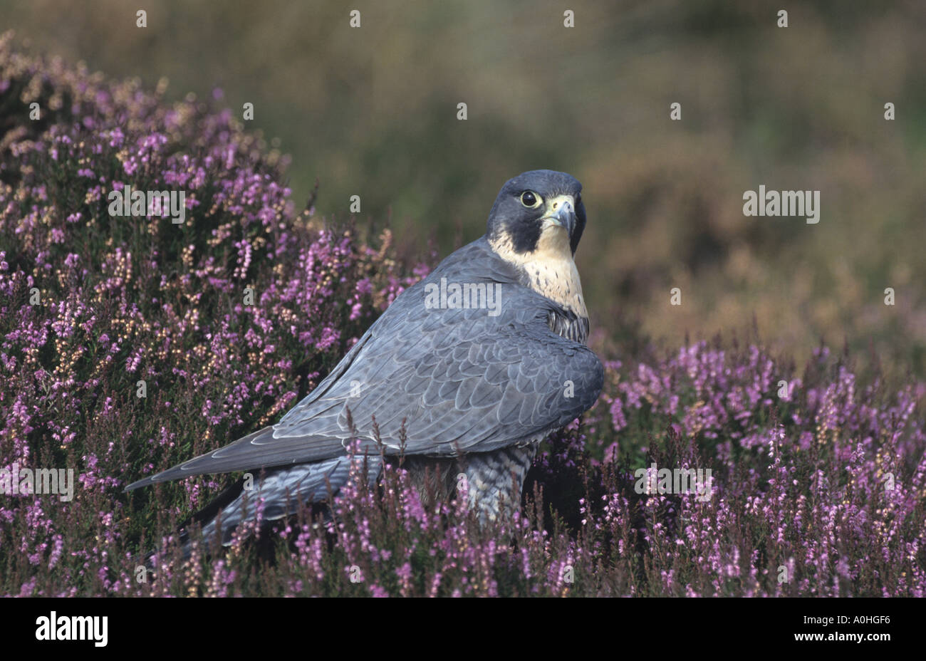 Falco peregrinus adult female purple heather peak district uk hi-res ...