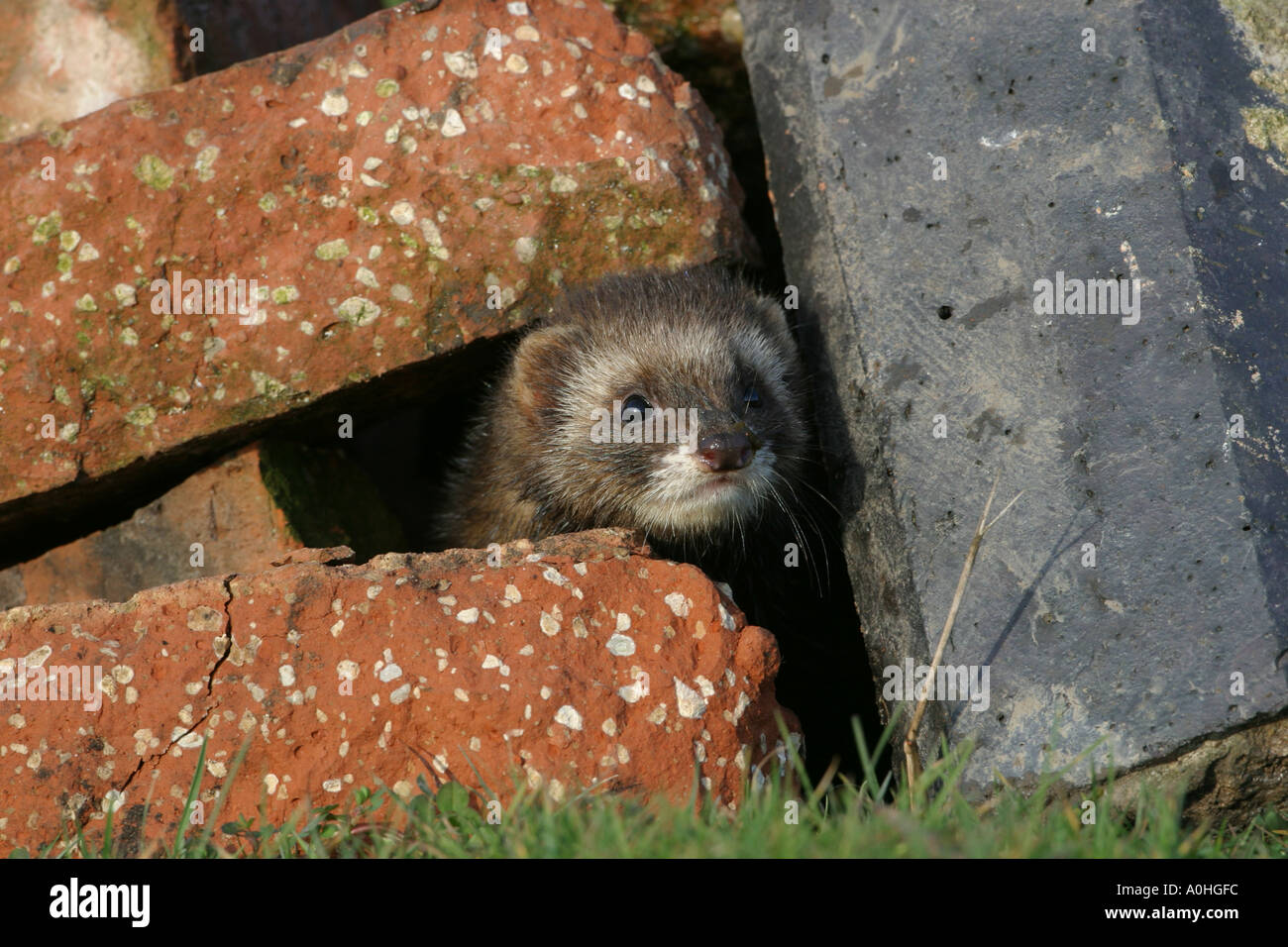 Polecat in uk hi-res stock photography and images - Alamy