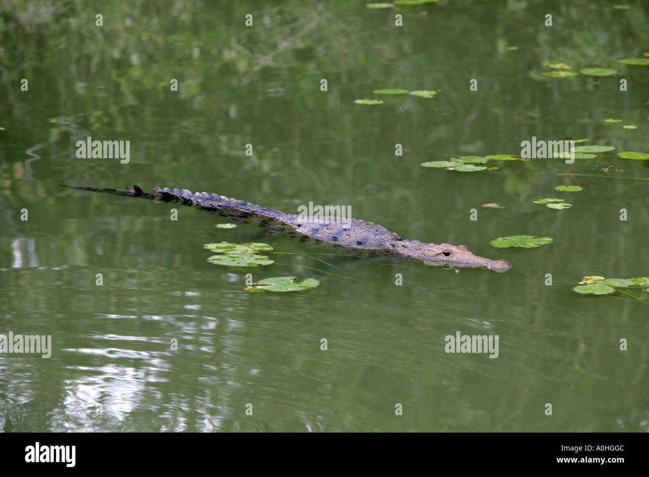 MORELET S CROCODILE Crocodylus moreleti In Belize Stock Photo - Alamy