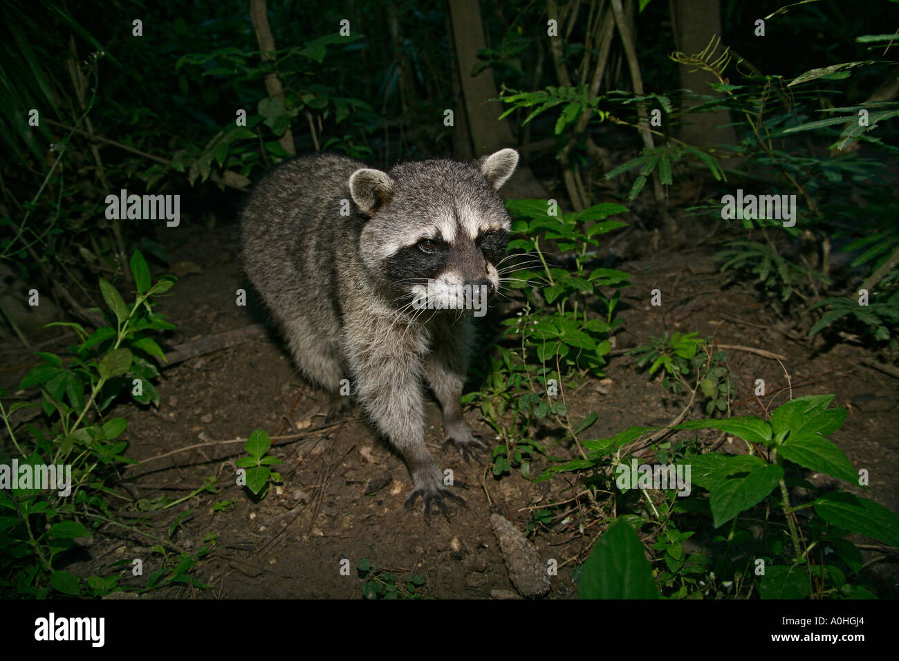 NORTH AMERICAN RACCOON Procyon lotor In Belize Stock Photo - Alamy