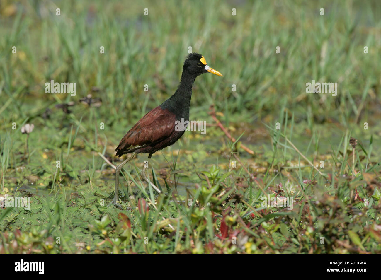NORTHERN JACANA Jacana spinosa in Belize Stock Photo - Alamy