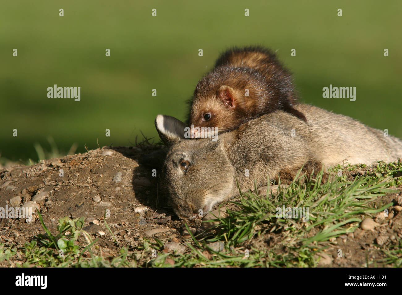 Polecat with rabbit uk hi-res stock photography and images - Alamy