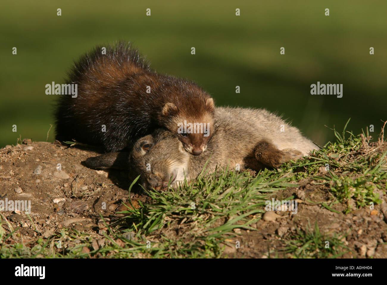Polecat with rabbit uk hi-res stock photography and images - Alamy