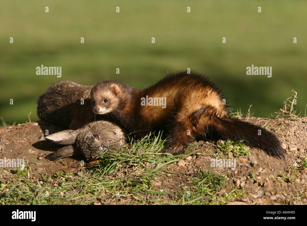 Rabbit killer hi-res stock photography and images - Alamy