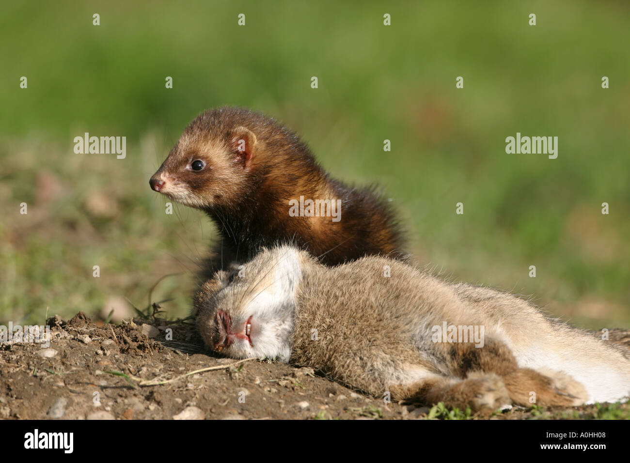 Polecat rabbit hi-res stock photography and images - Alamy