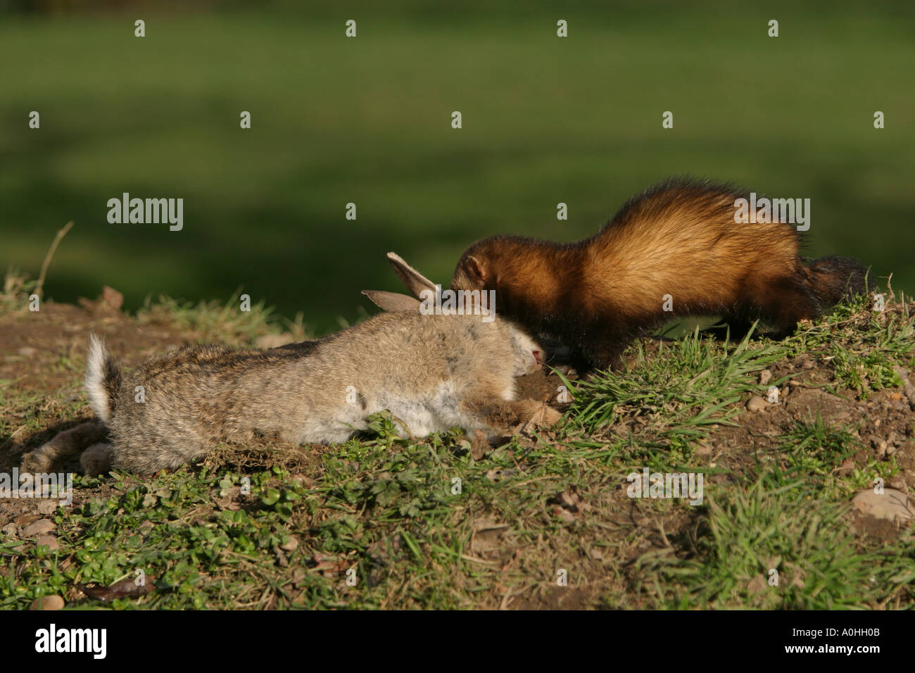 Polecat with rabbit uk hi-res stock photography and images - Alamy