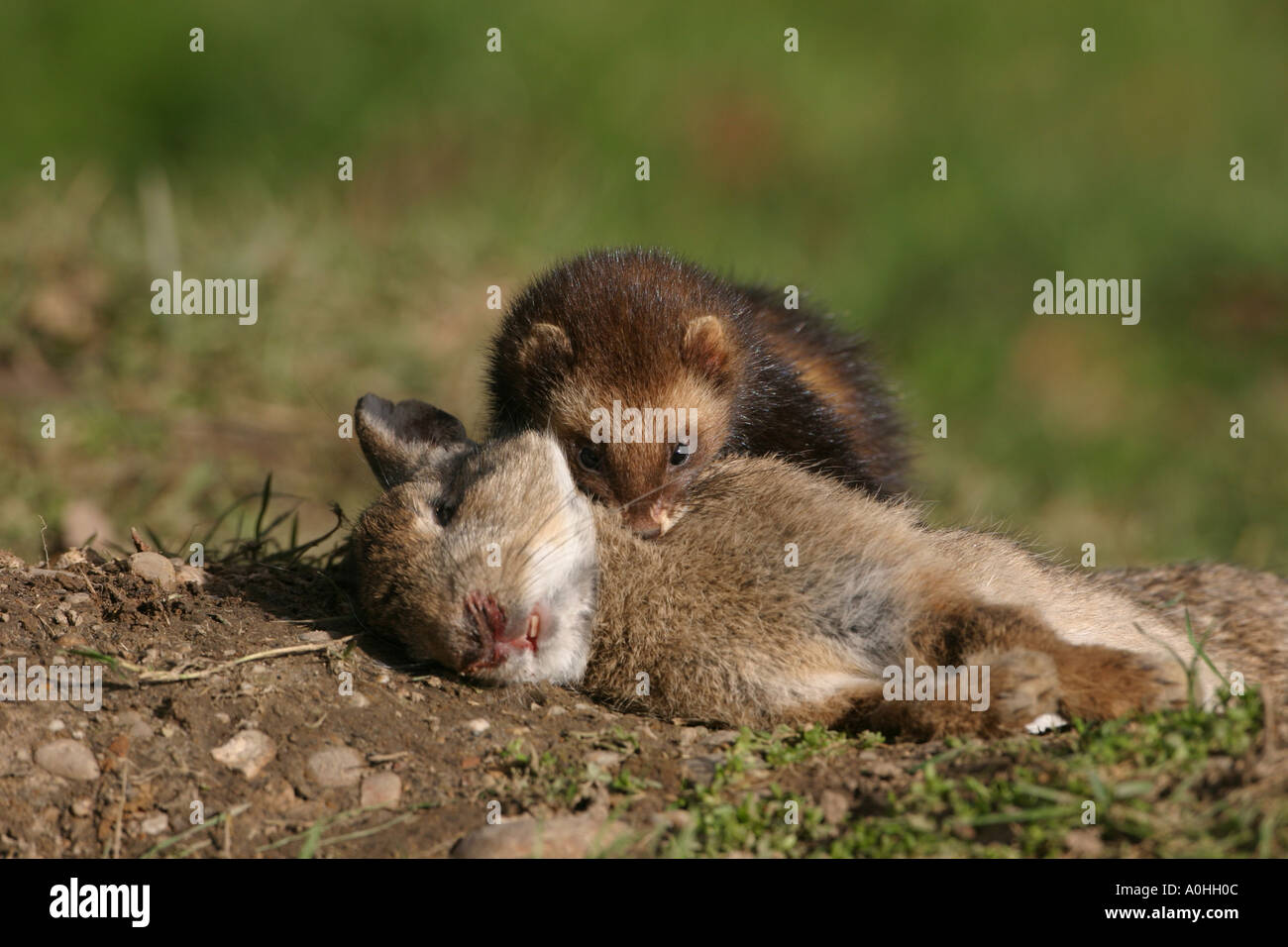 Rabbit kill hi-res stock photography and images - Alamy