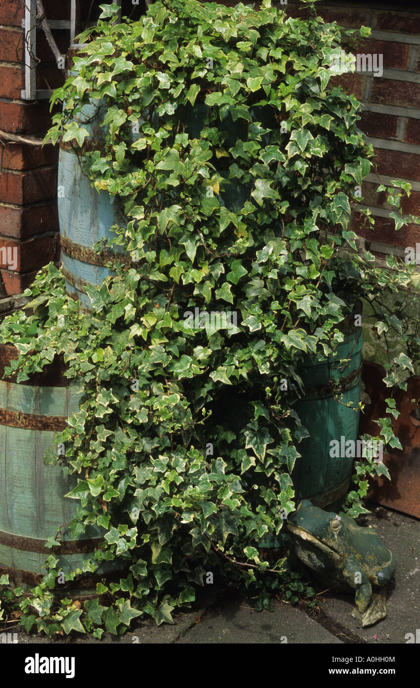 Unusual garden container hi-res stock photography and images - Alamy